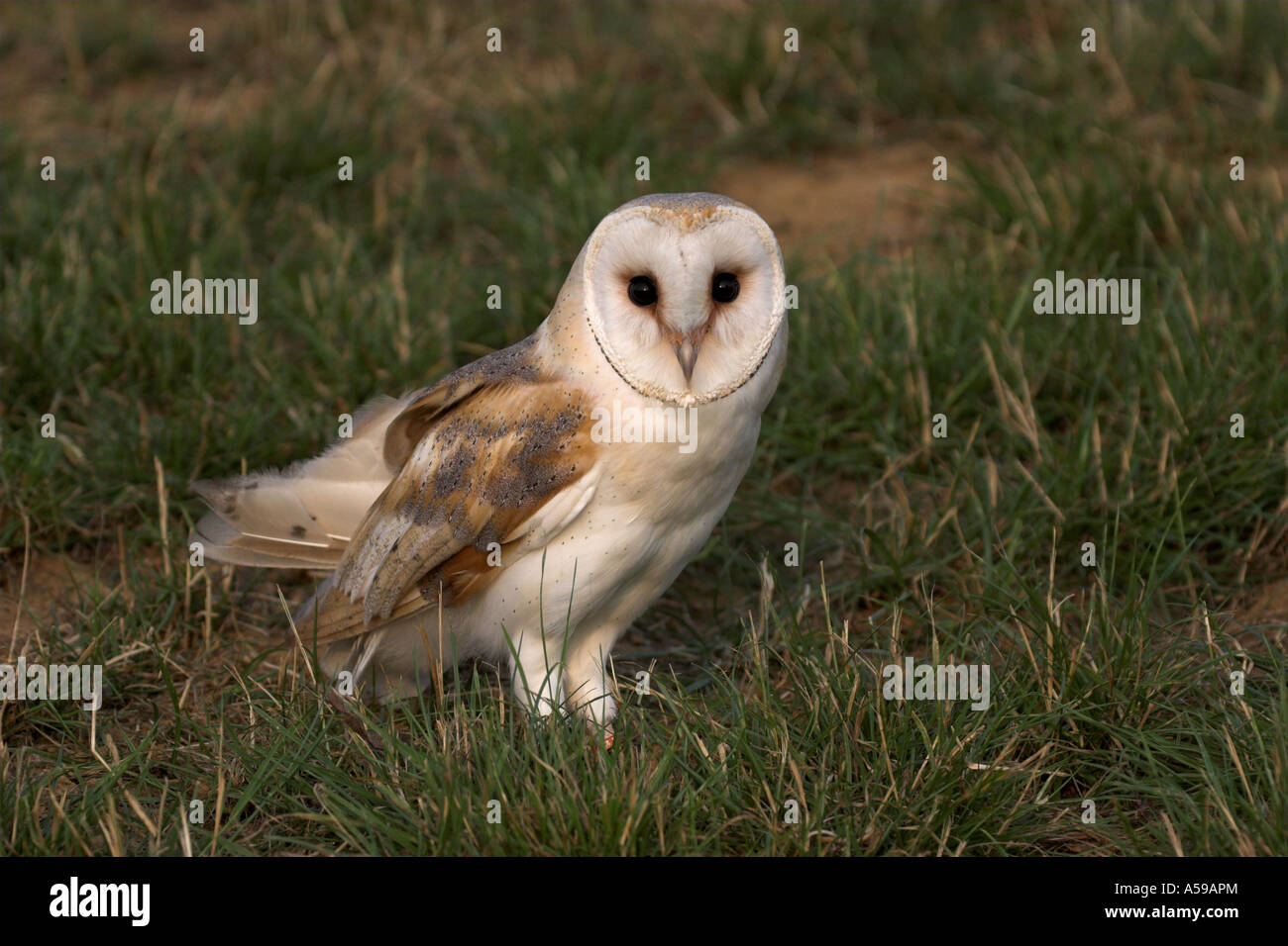 Barney the owl hi-res stock photography and images - Alamy