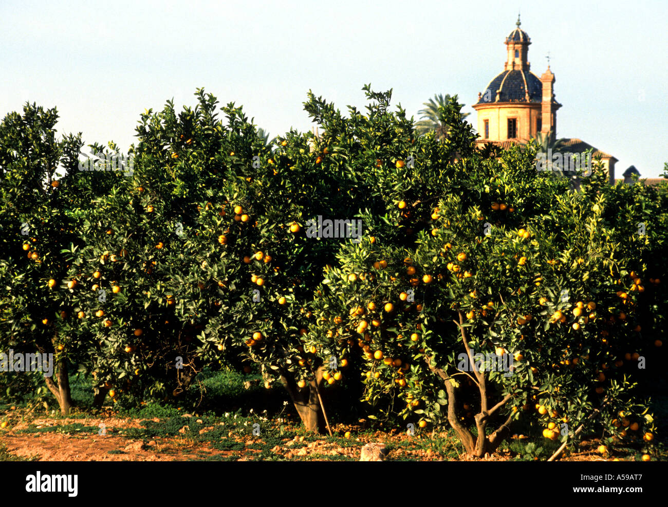 Orange Fruit Valencia Spain Spanish tree agriculture Stock Photo - Alamy