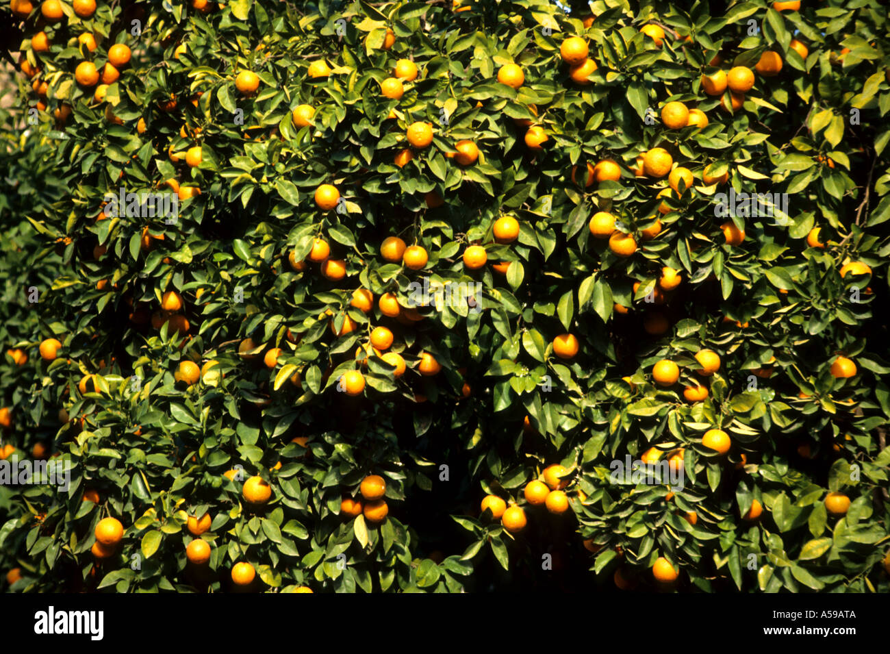 Orange Fruit Valencia Spain Spanish tree agriculture Stock Photo - Alamy