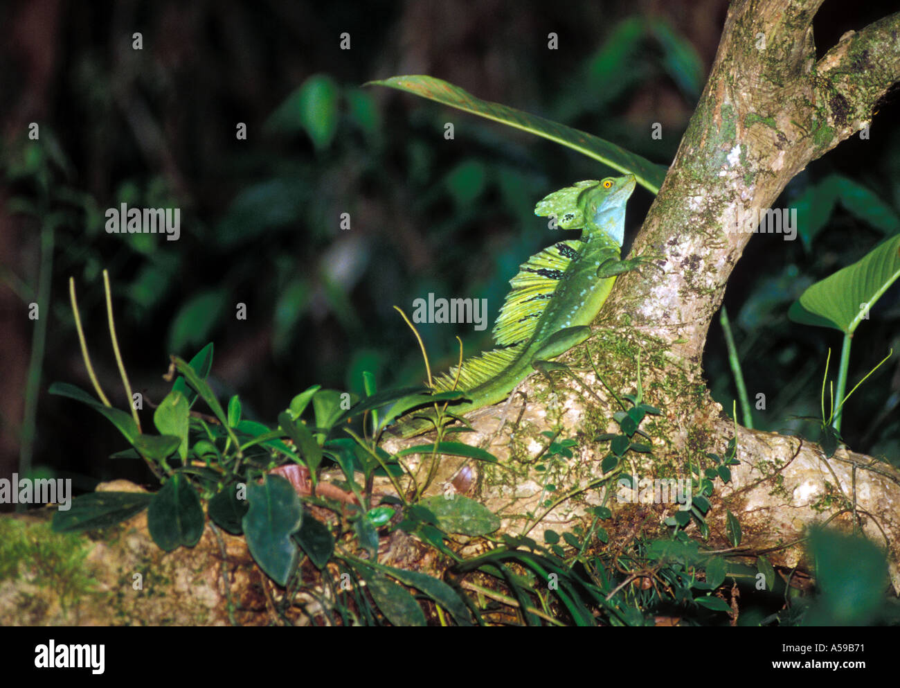 Costa Rica Tortuguero Jesus Christ Lizard Chrisbala cherpo basilisk ...