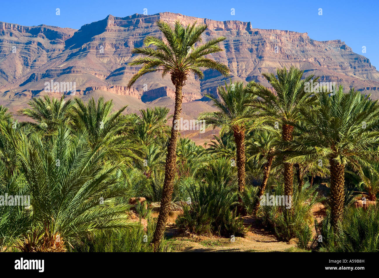 Oasis in Draa Valley Morocco Stock Photo - Alamy