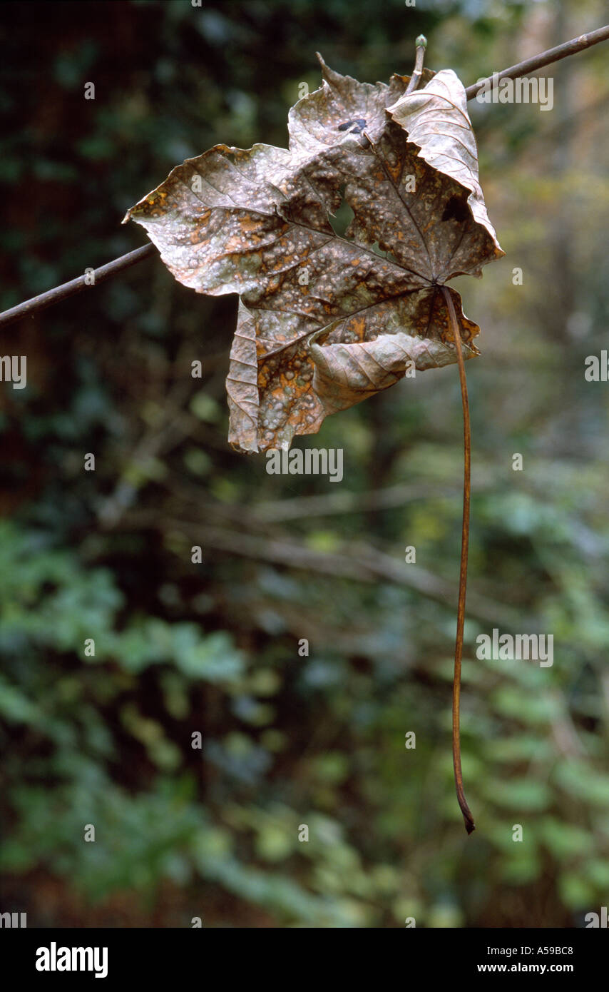 Leaf Hanging on Stock Photo - Alamy