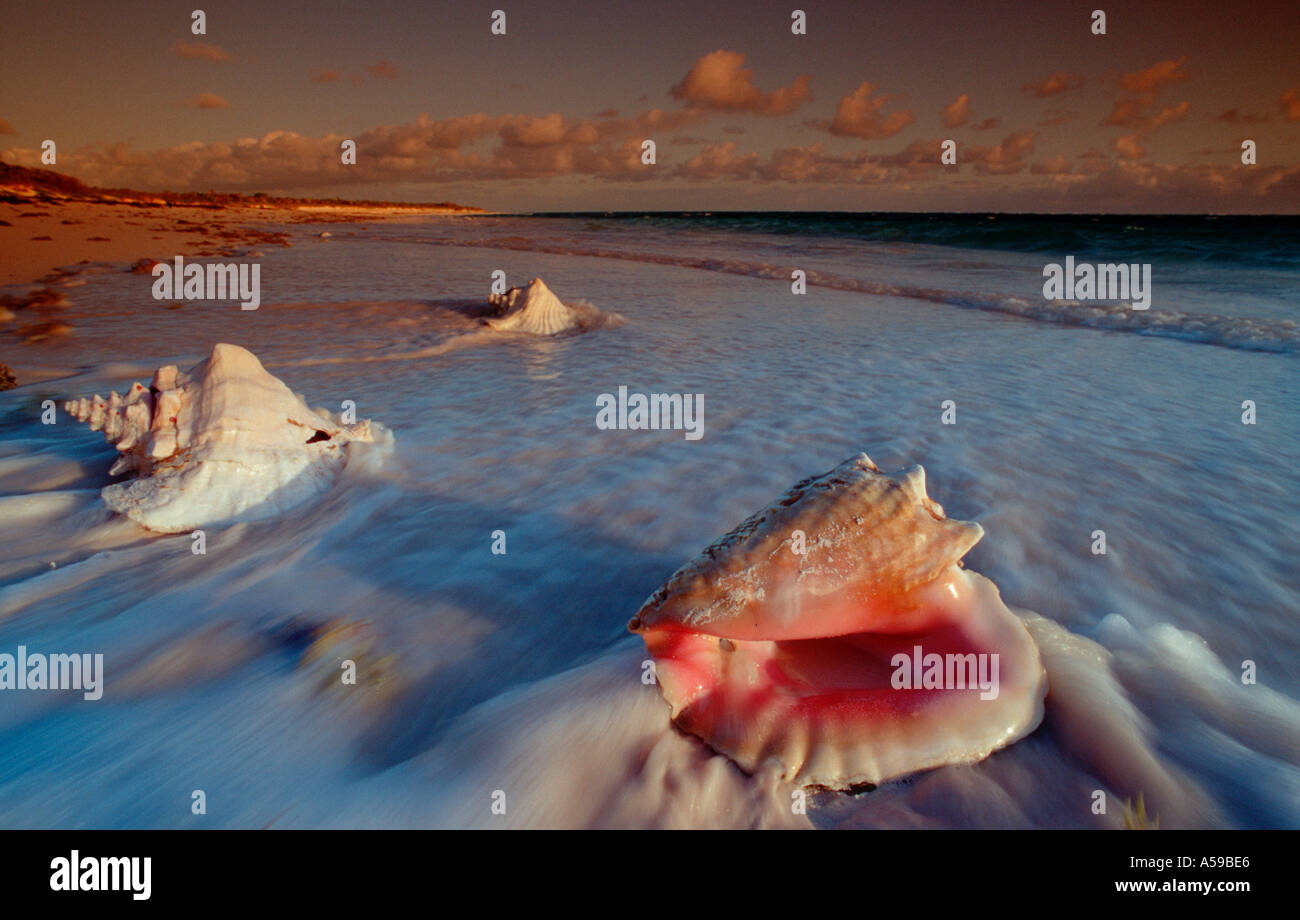 Two Conchs on the beach Bahamas Stock Photo - Alamy