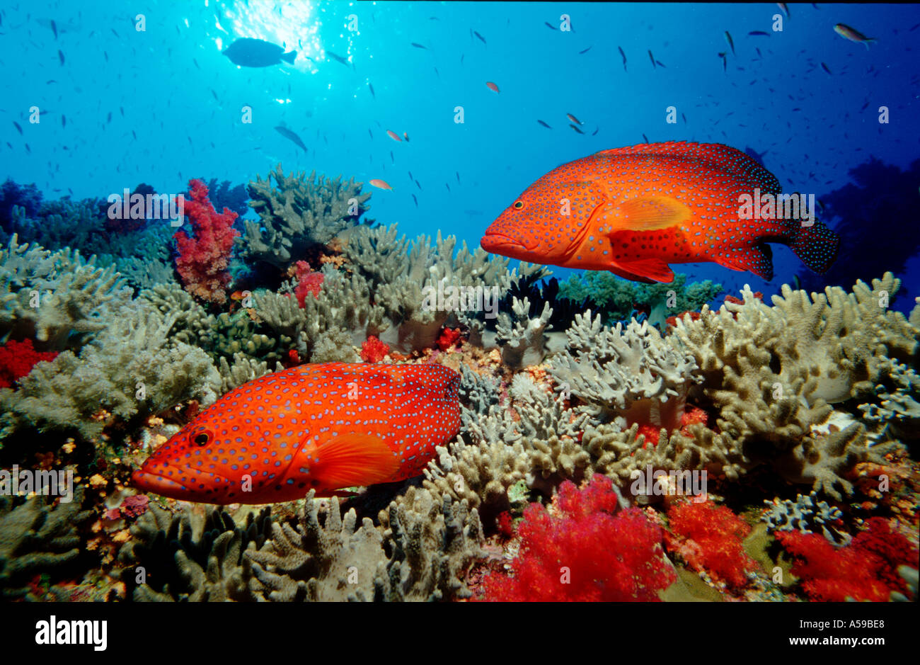 Two coral grouper red sea hi-res stock photography and images - Alamy