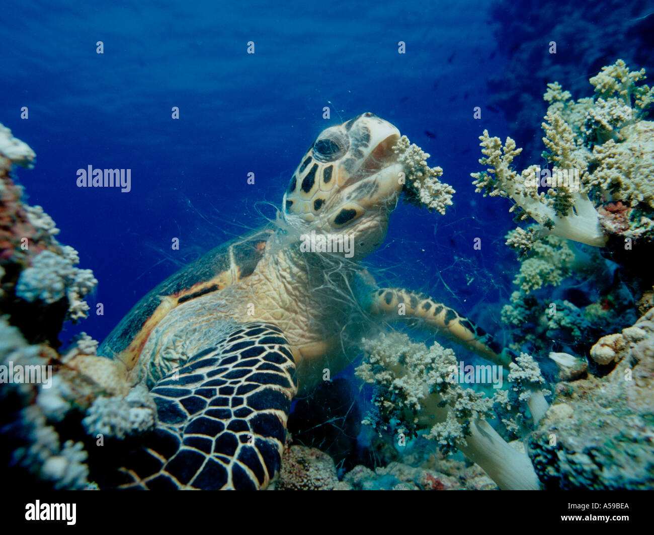Hawksbill Sea Turtle Eating
