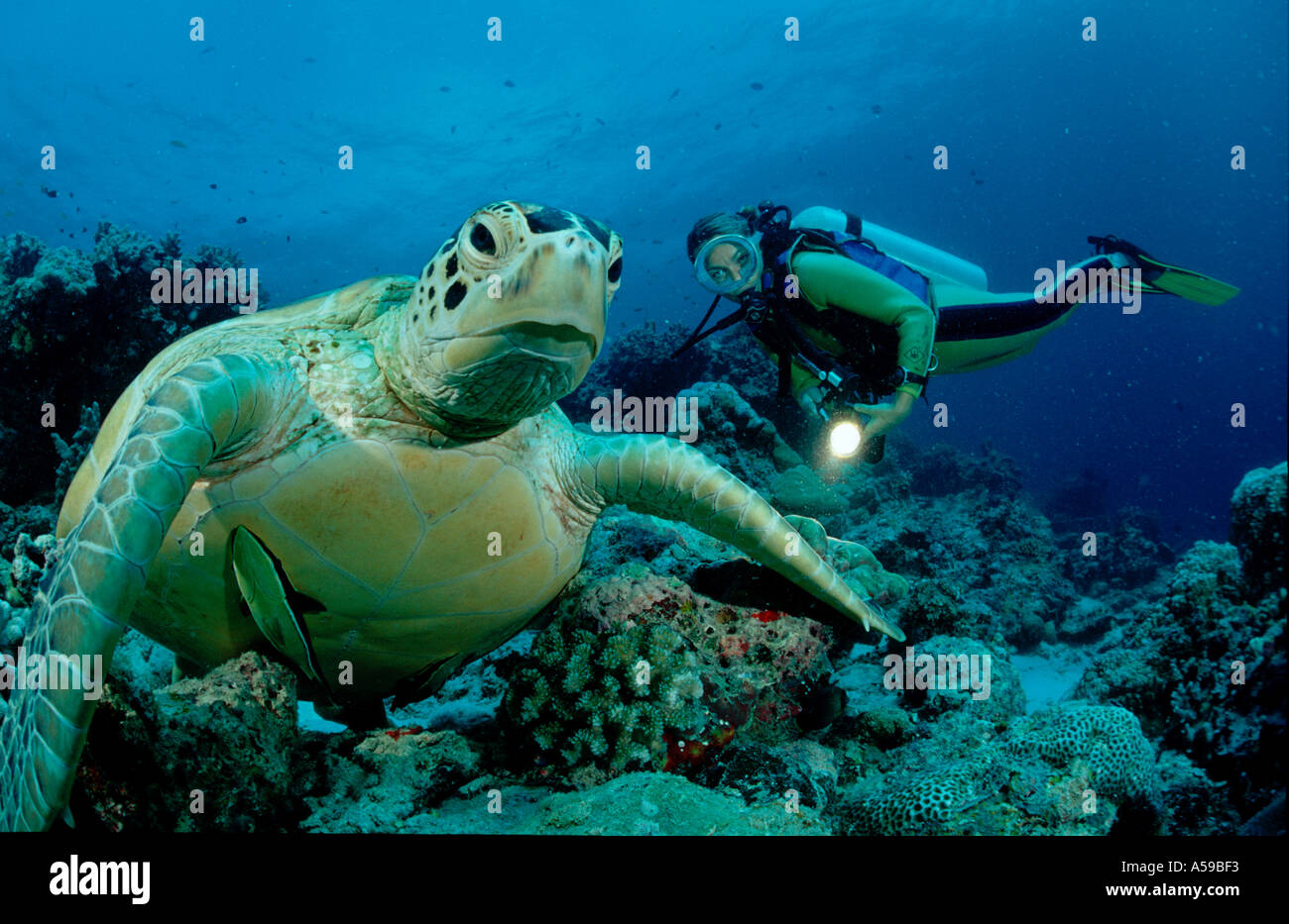 Turtle green turtle coral reef coralreef water hi-res stock photography ...
