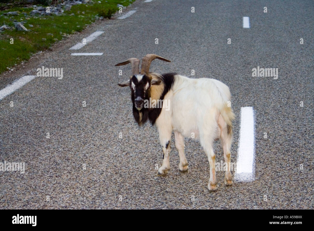 Wild goat in Gorges de Ardeche France May 2006 Stock Photo - Alamy