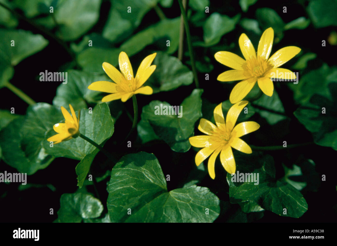 Lesser celandine (Ranunculus ficaria Stock Photo - Alamy