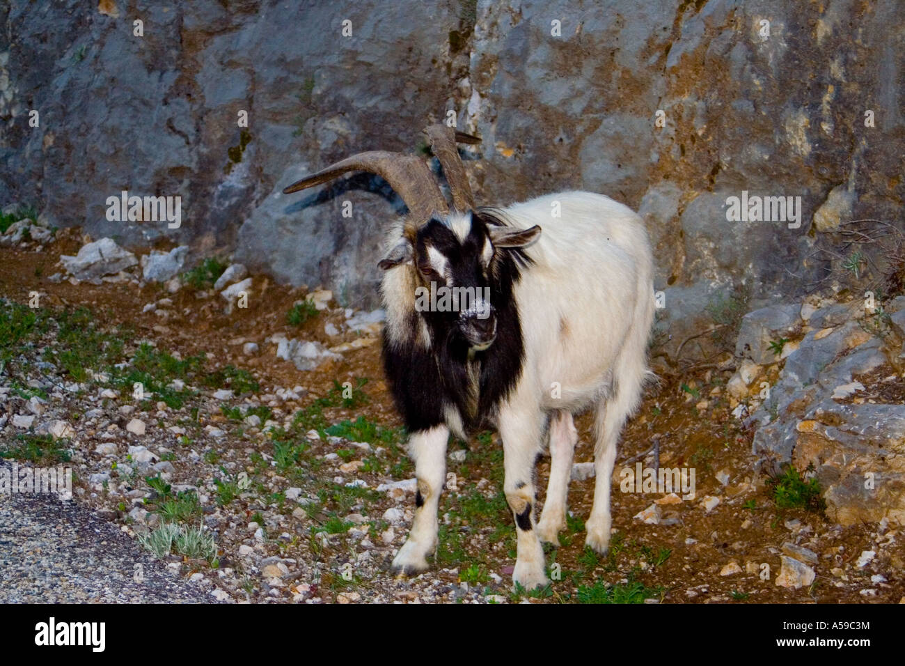 Wild goat in Gorges de Ardeche France May 2006 Stock Photo - Alamy