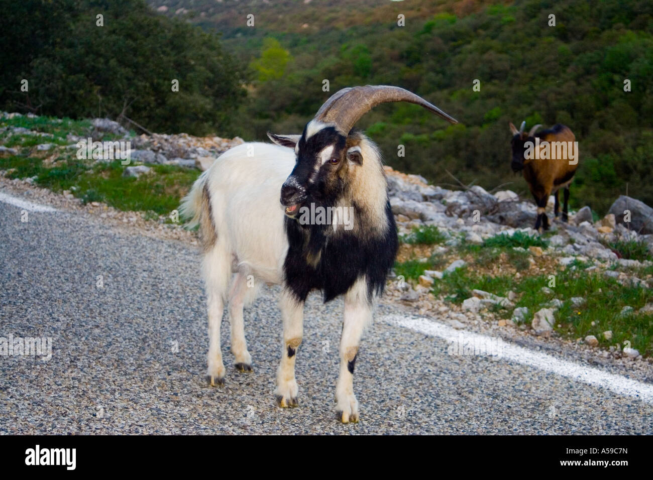 Wild goat in Gorges de Ardeche France May 2006 Stock Photo - Alamy