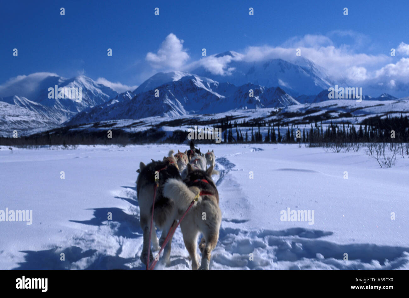 Snow dogs expedition hi-res stock photography and images - Alamy