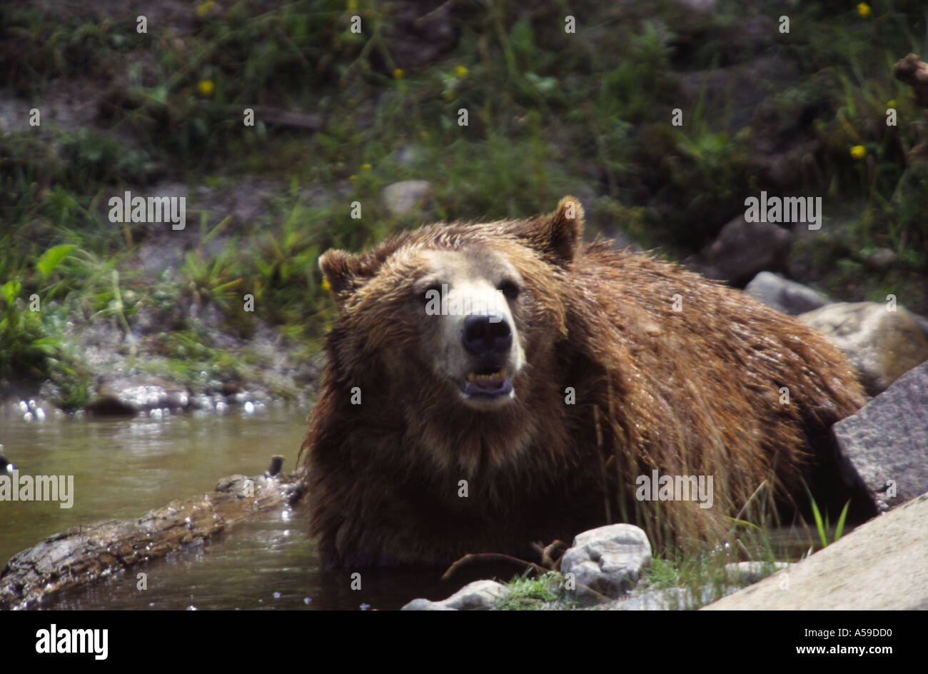 Bear in Canada Stock Photo - Alamy