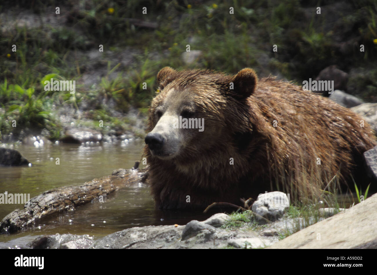 Bear taking a bath in a river in Canada Stock Photo - Alamy