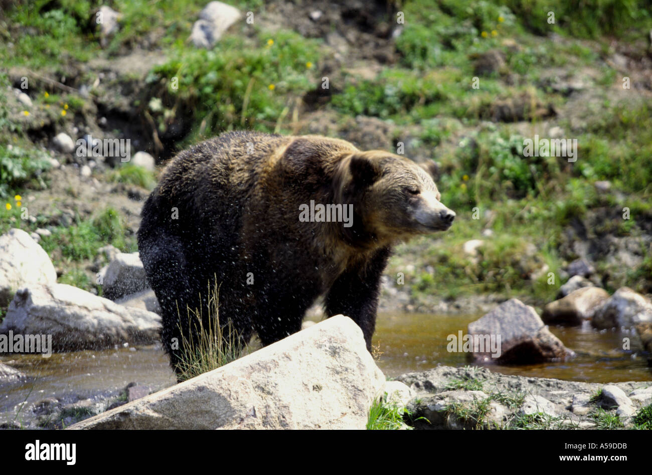 Bear in Canada Stock Photo - Alamy