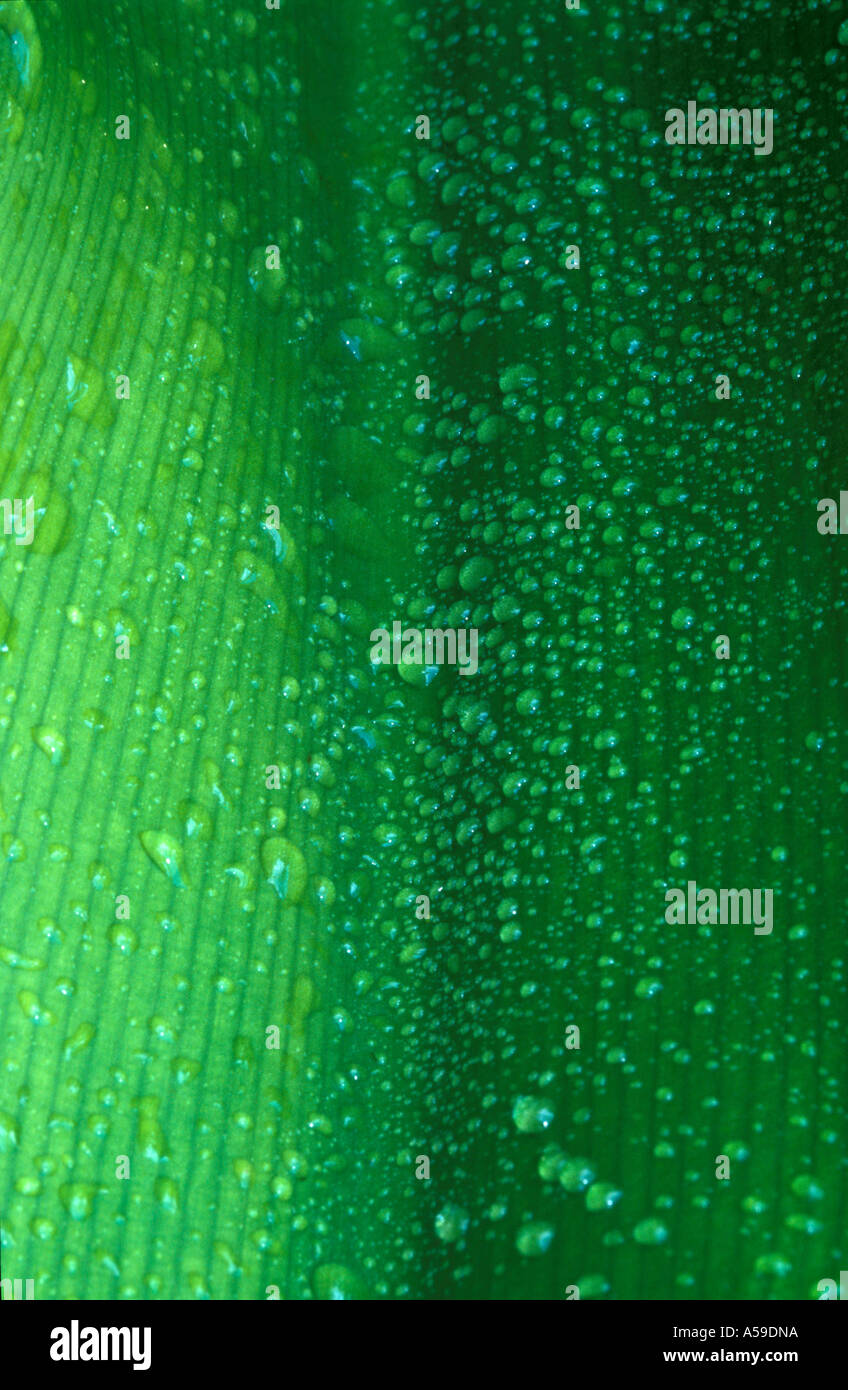Water on Leaf Stock Photo - Alamy