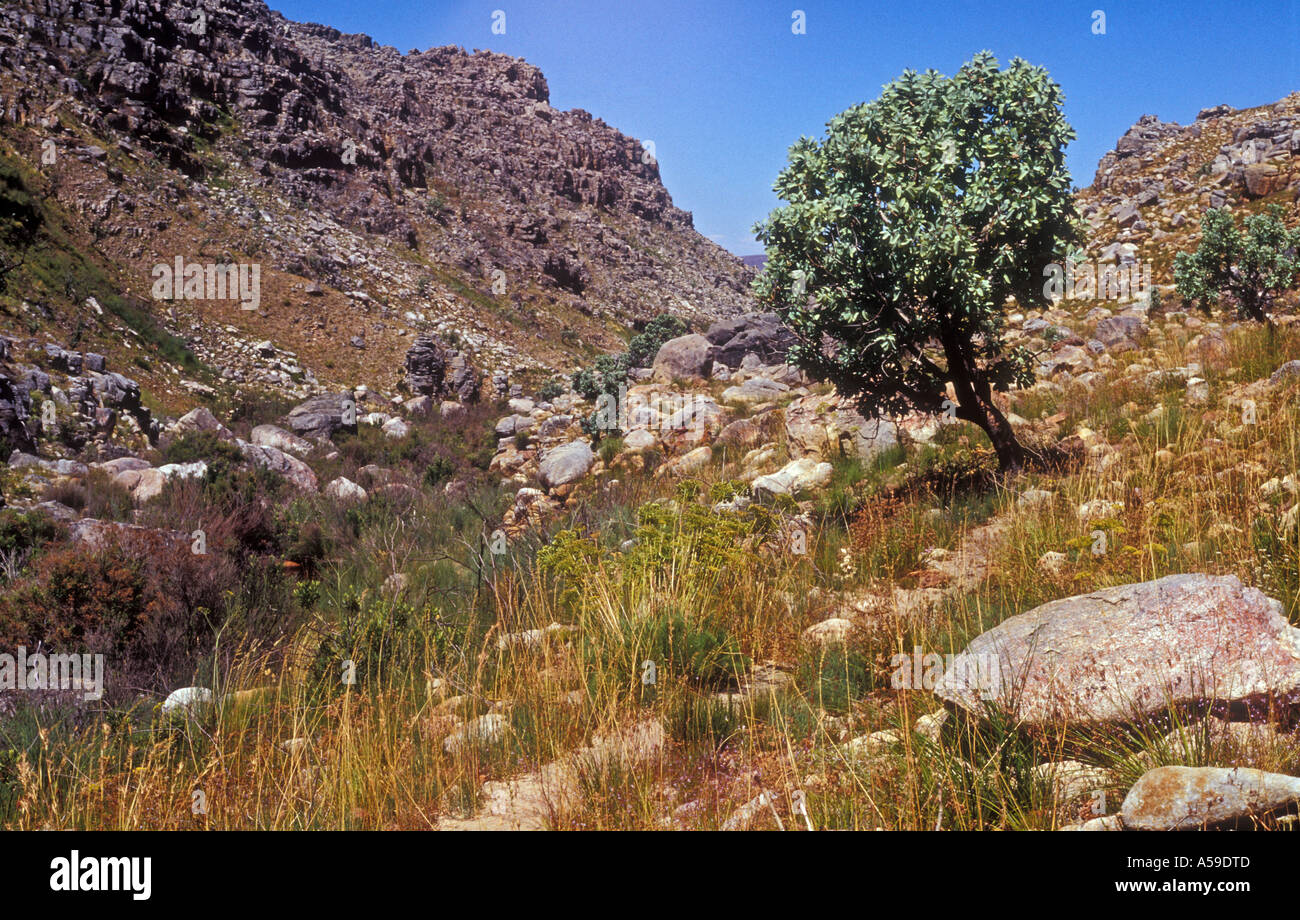 Cederberg wilderness area in western hi-res stock photography and ...