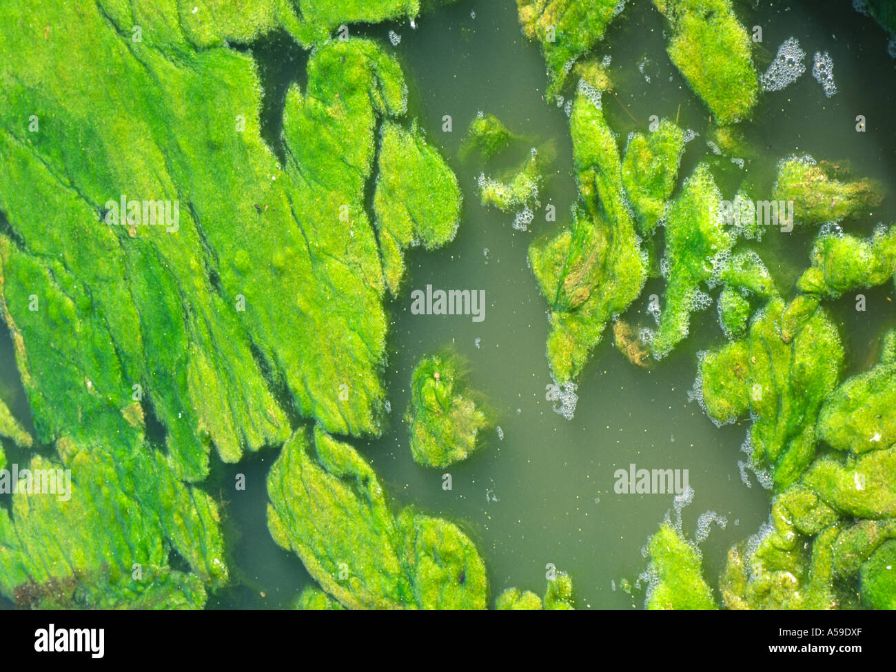 algae close up view Stock Photo - Alamy