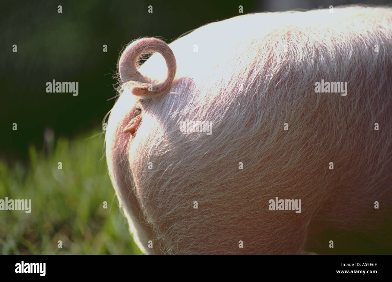 curly tail of a piglet young pig Stock Photo - Alamy