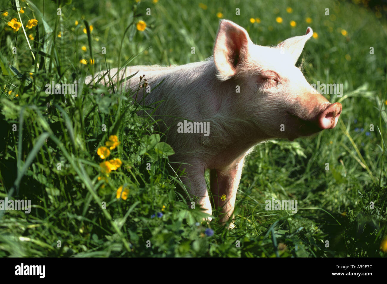 piglet young pig Stock Photo - Alamy