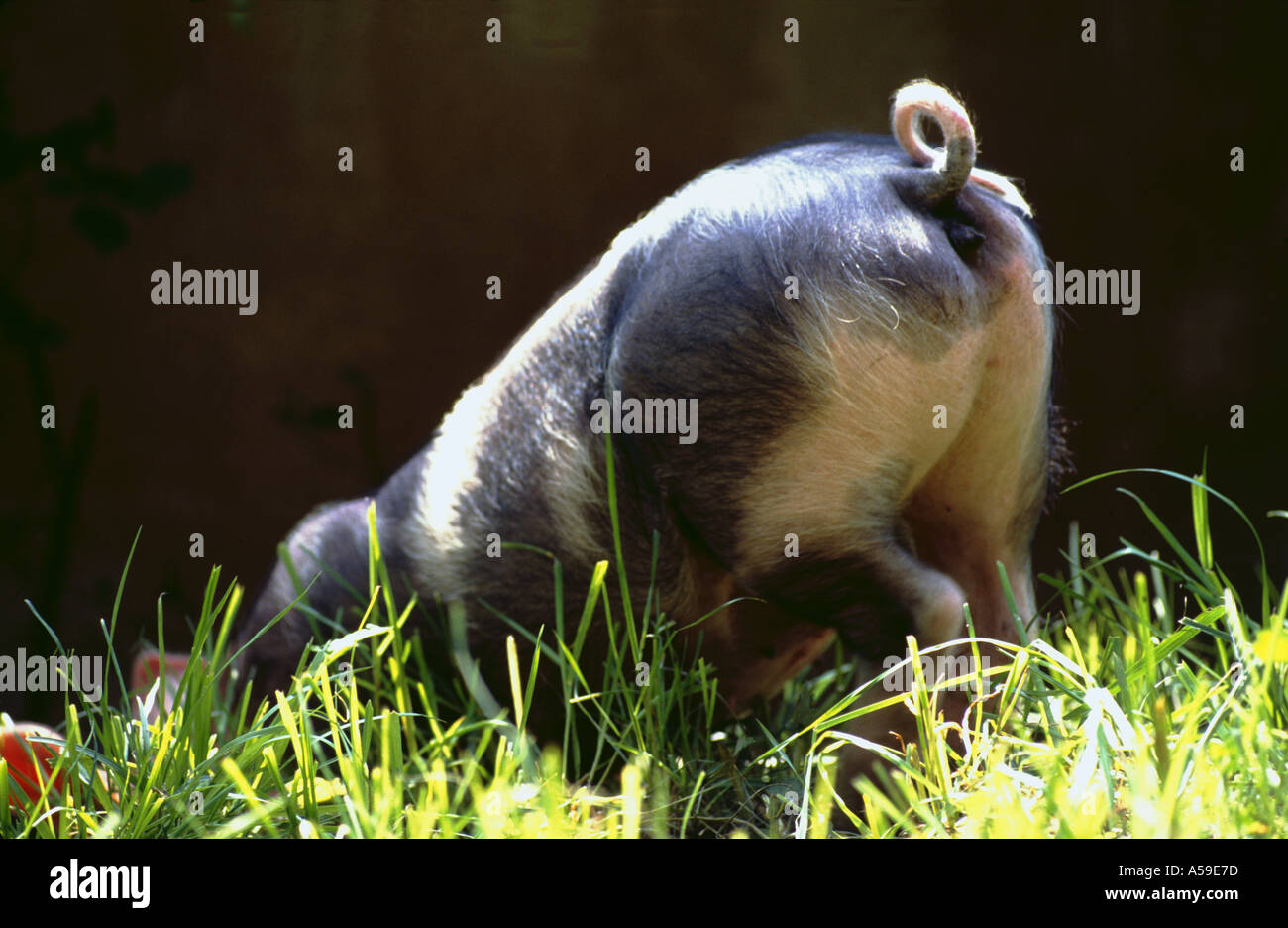 piglet young pig curly tail Stock Photo - Alamy