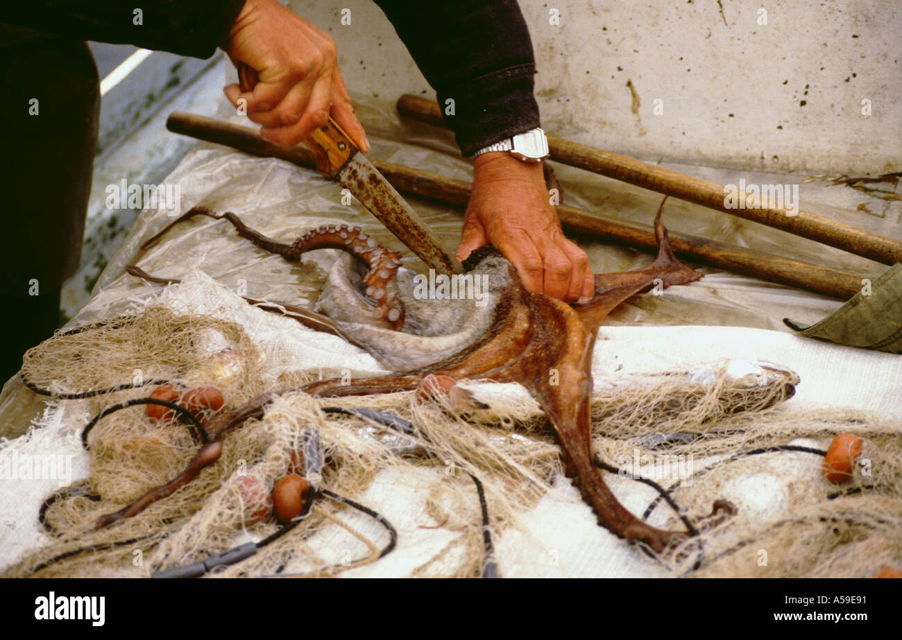 fisherman slaughter octopus Stock Photo - Alamy