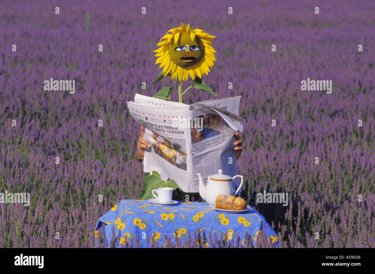 Sunflower reading French newspaper at table with morning coffee in ...