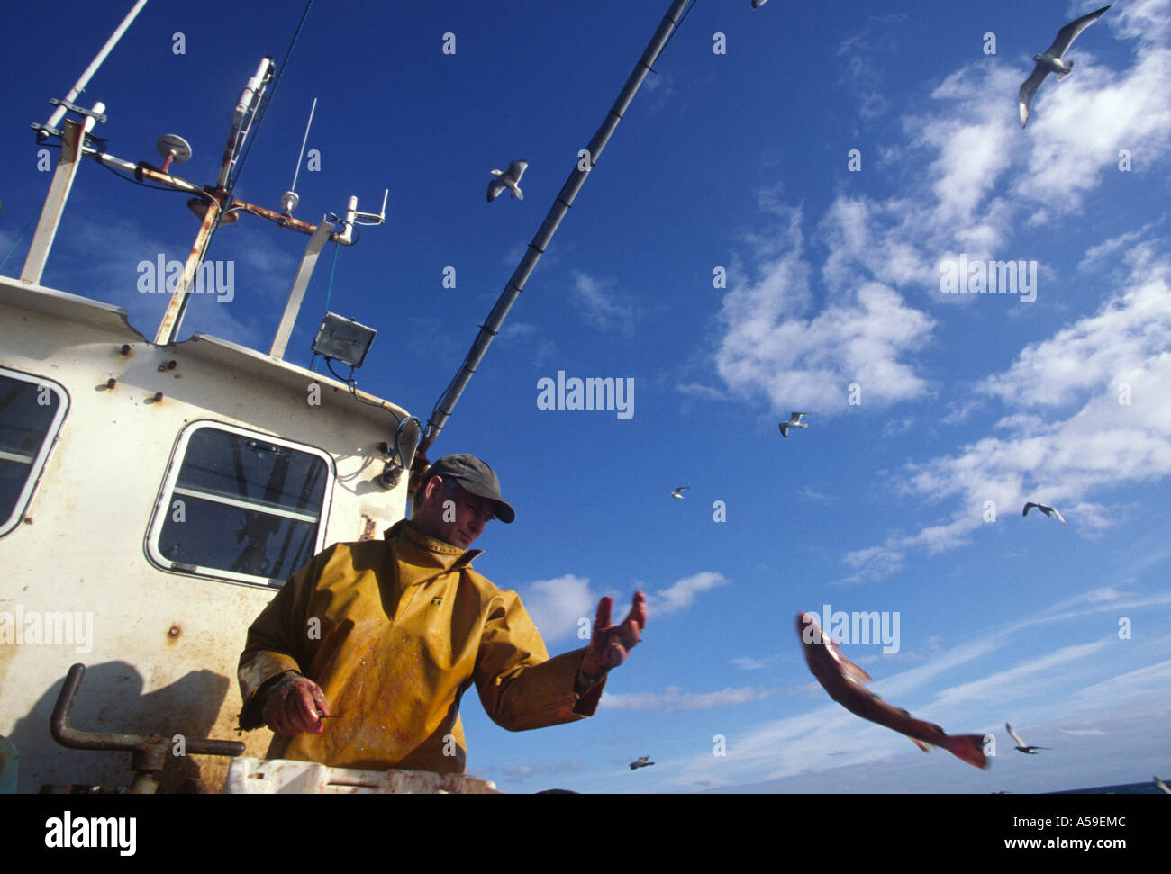 fisherman throwing cod on deck of fishing boat west cornwall UK Stock ...