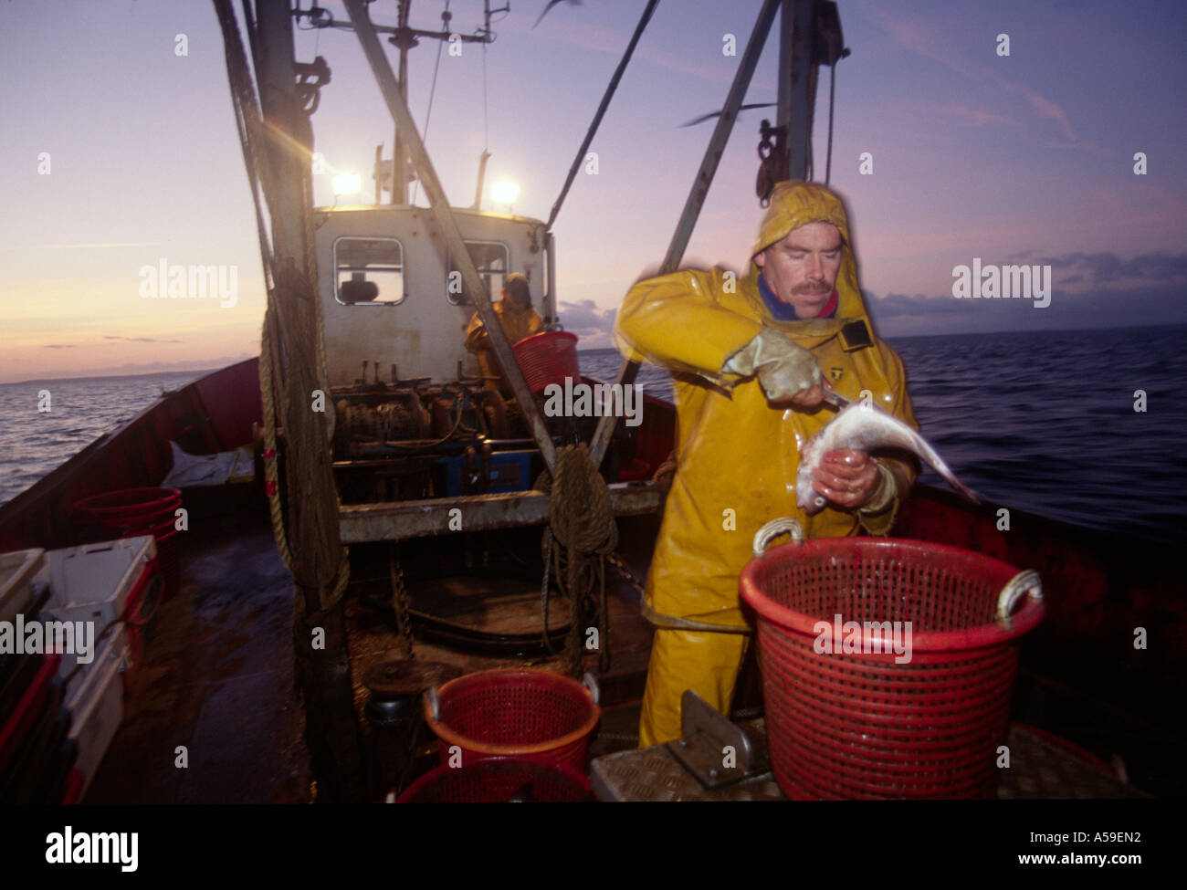 Pollack fish uk hi-res stock photography and images - Alamy