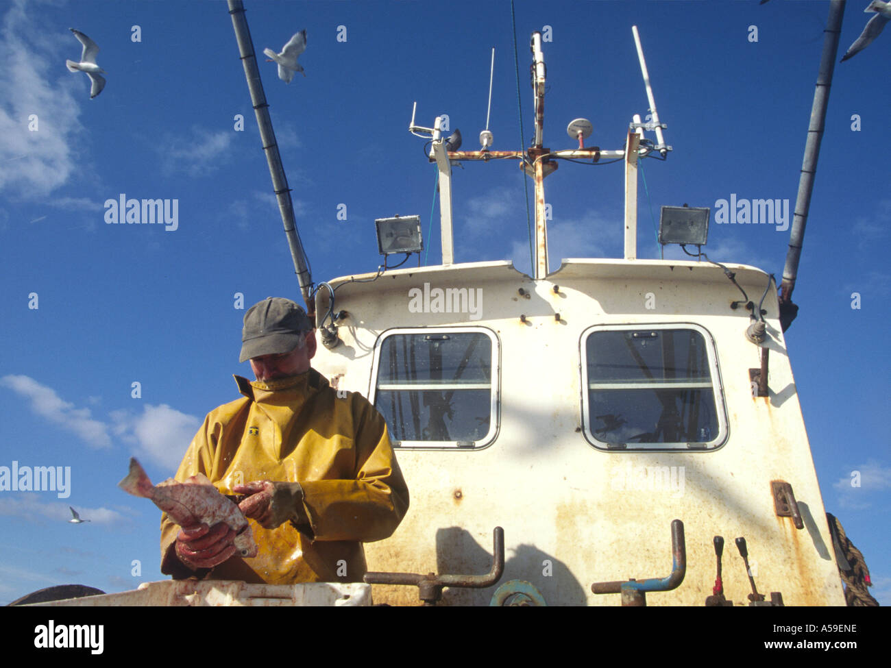 Cod gutting hi-res stock photography and images - Alamy
