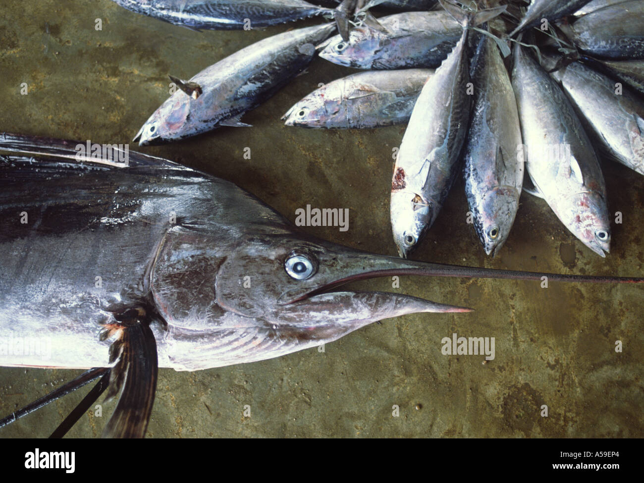 swordfish in fishmarket Negumbo,Colombo, Sri Lanka Stock Photo - Alamy