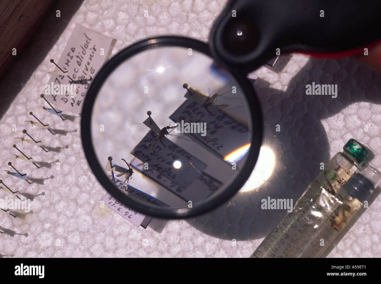 Mosquitos under microscope hi-res stock photography and images - Alamy