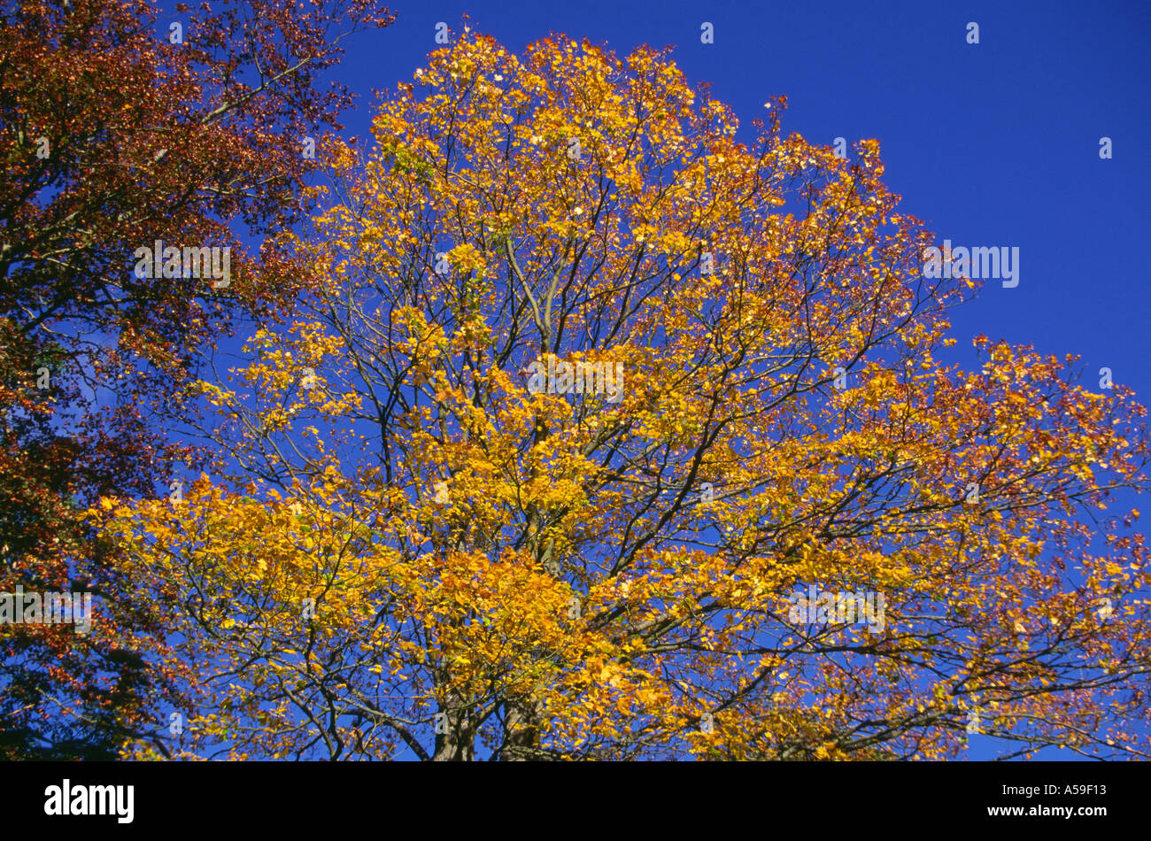 Treesautumn hi-res stock photography and images - Alamy