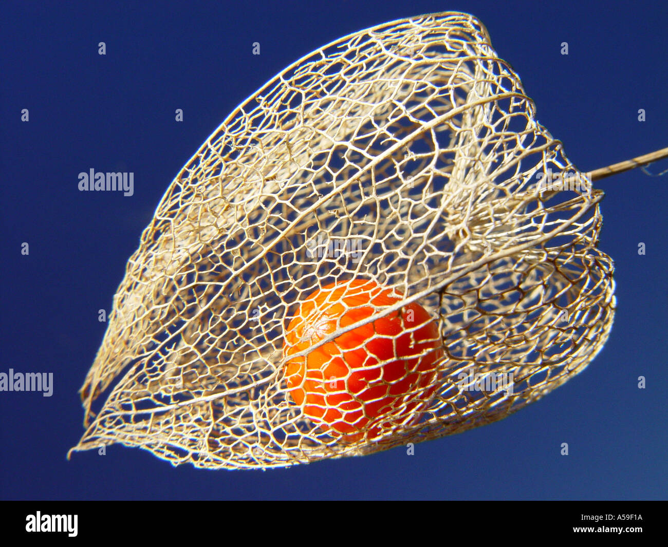 Skeleton captive hi-res stock photography and images - Alamy