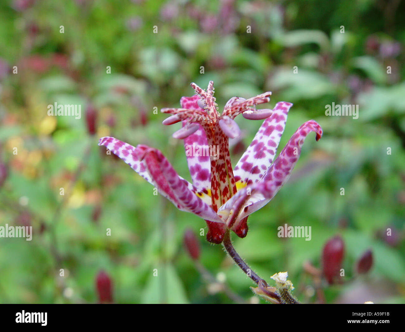 Spotted border hi-res stock photography and images - Alamy