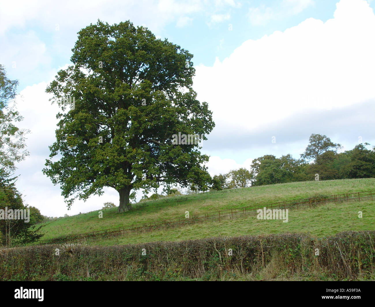 Specimen oak tree quercus robur hi-res stock photography and images - Alamy