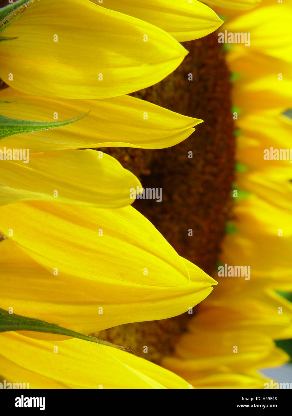 Sunflower Helianthus annua Giant sunflower Stock Photo - Alamy