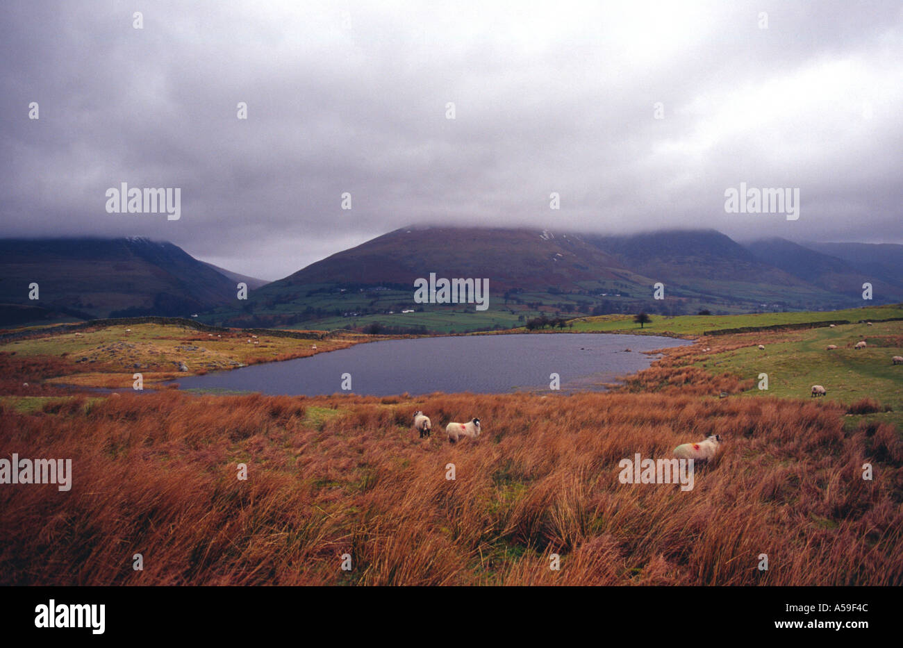 Tewet Tarn with Blencathra in the distance Lake district Cumbria ...