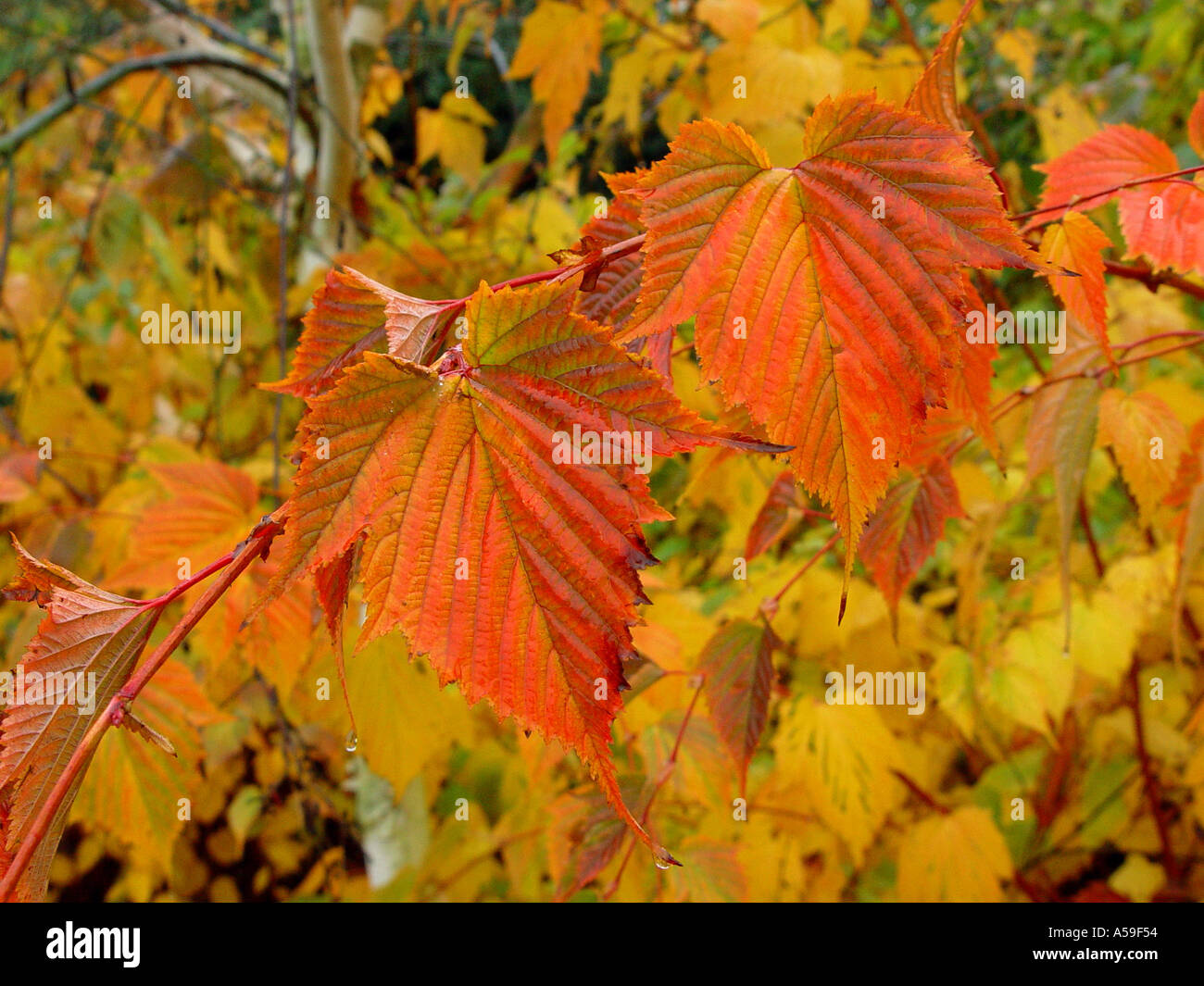 Stephanandra Tanakae in autumn colour effect Stock Photo - Alamy