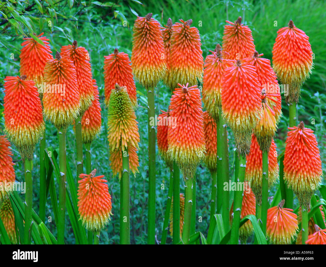 Kniphofia rooperi hi-res stock photography and images - Alamy