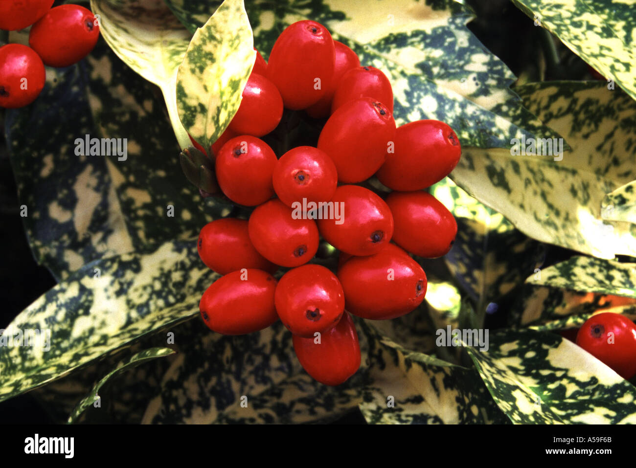 Aucuba japonica Variegata Stock Photo - Alamy