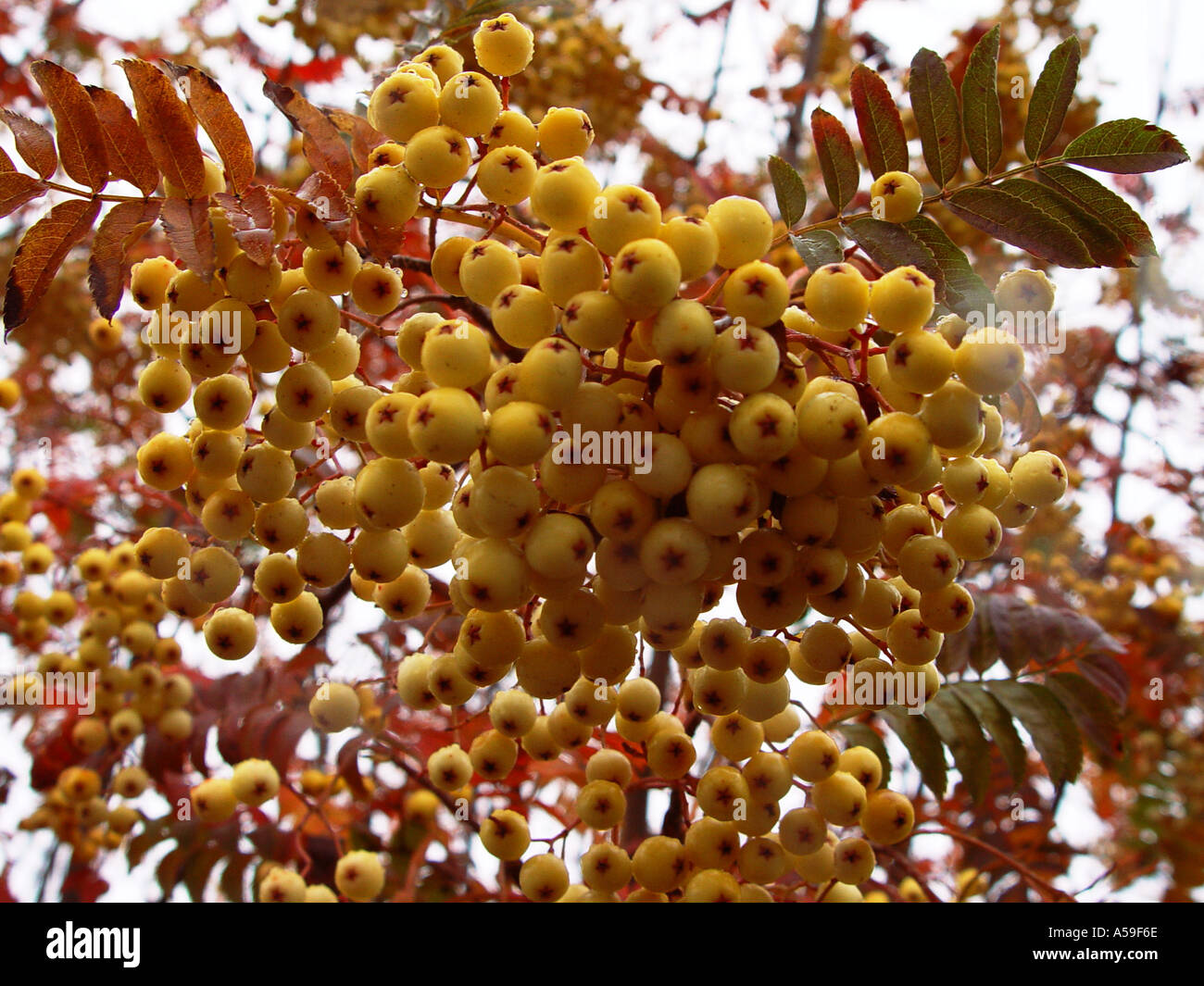 Sorbus joseph rock hi-res stock photography and images - Alamy