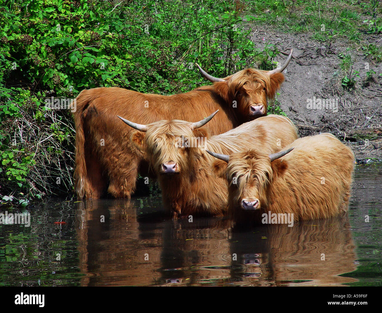 Highland cows river hi-res stock photography and images - Alamy