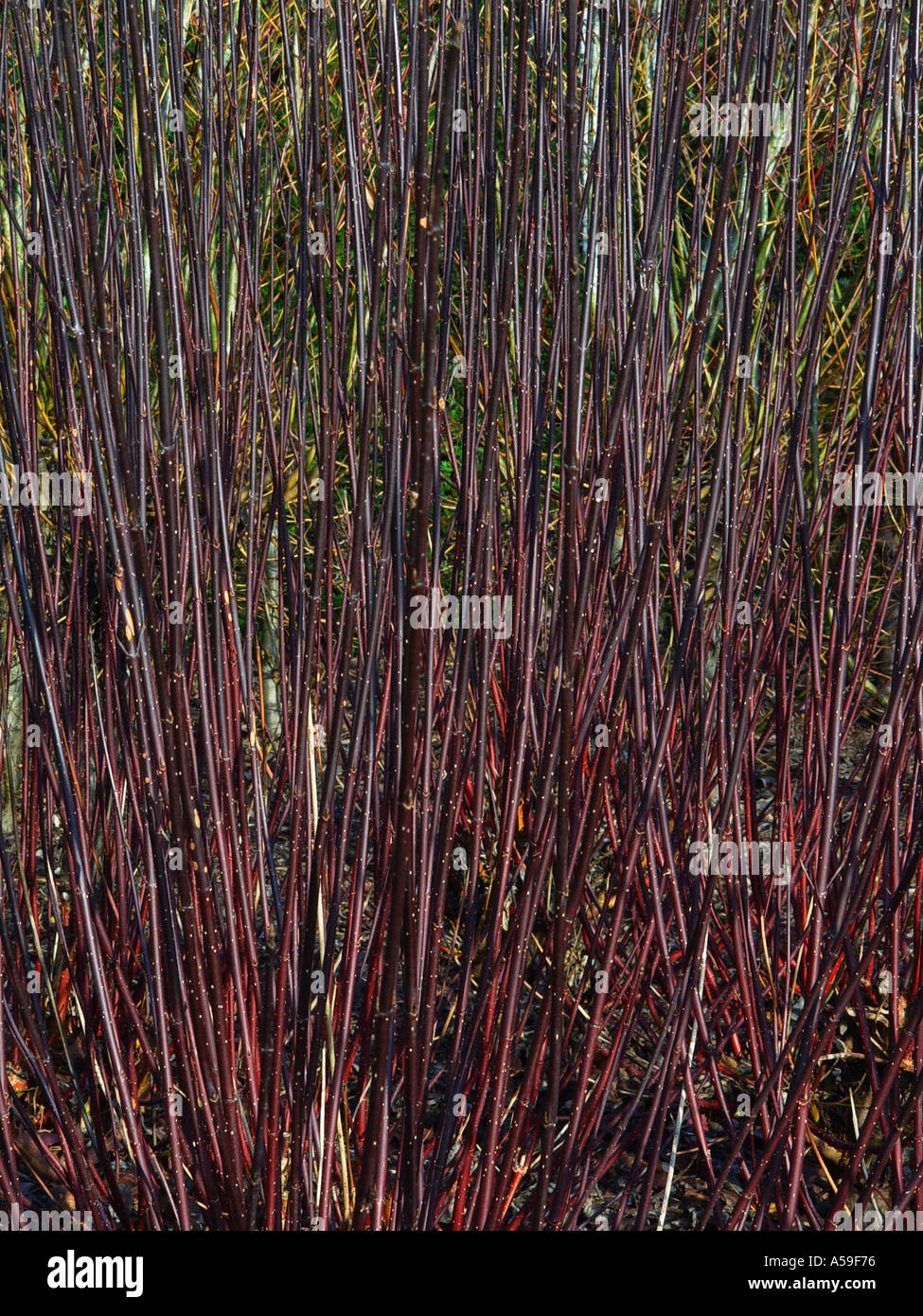 Cornus alba kesselringii hi-res stock photography and images - Alamy