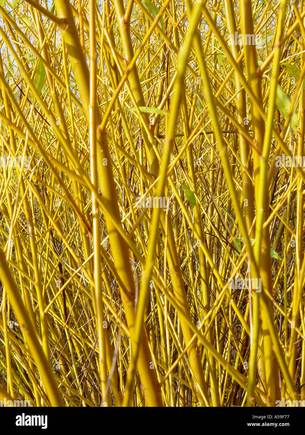 Salix stems yellow hi-res stock photography and images - Alamy
