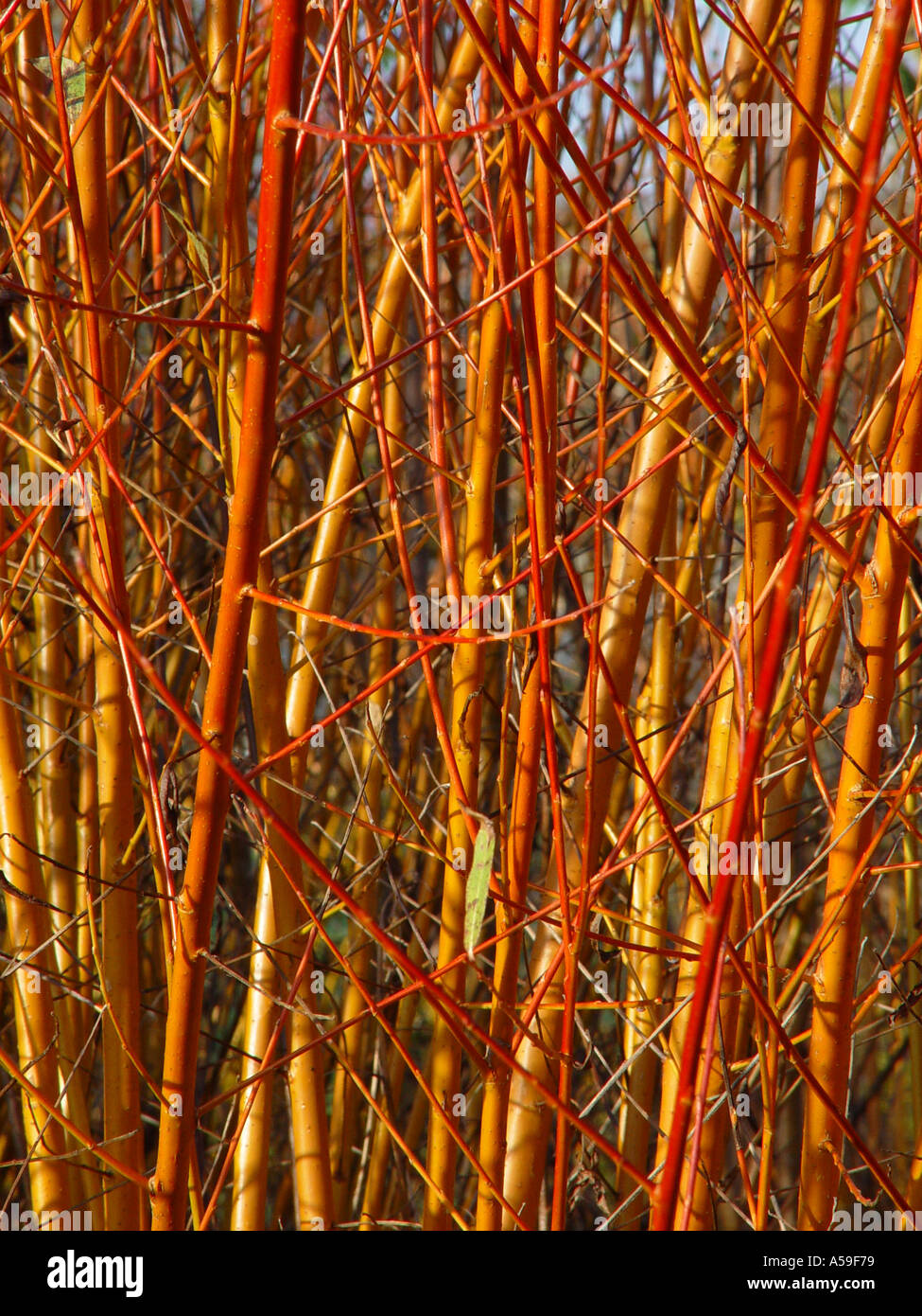 Salix stems yellow hi-res stock photography and images - Alamy