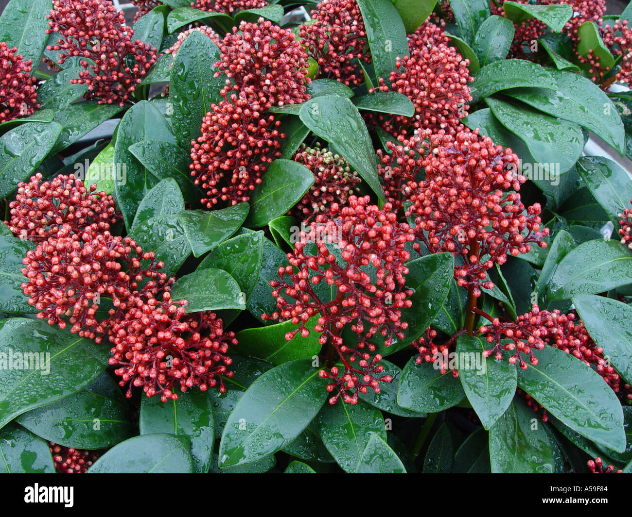Dwarf skimmia hi-res stock photography and images - Alamy