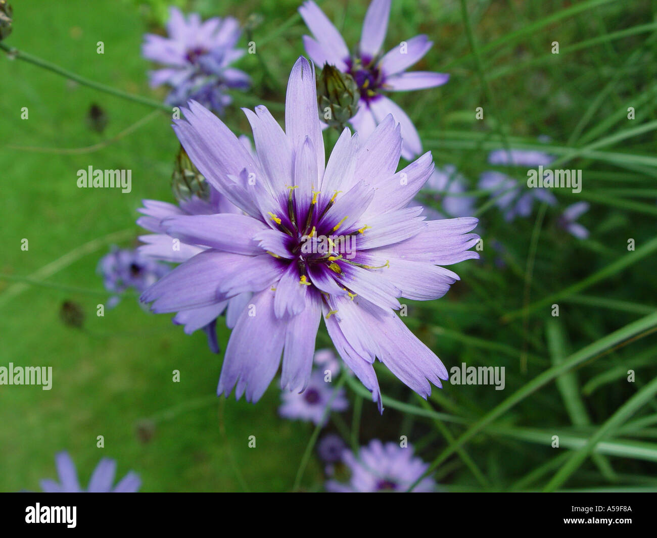 Catananche caerulea plant hi-res stock photography and images - Alamy