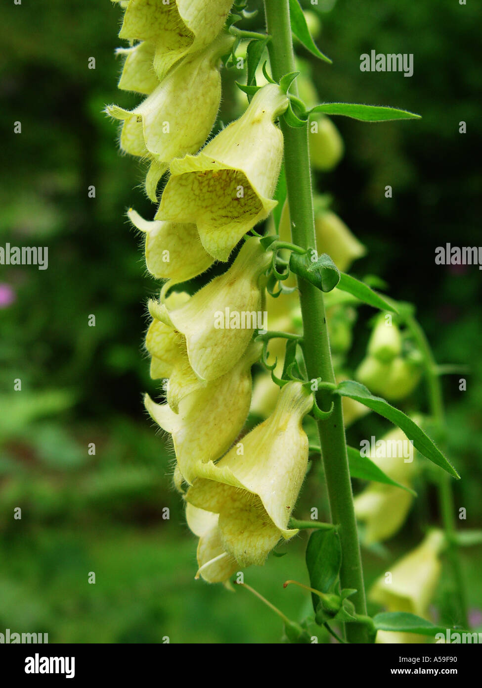Digitalis obscura hi-res stock photography and images - Alamy