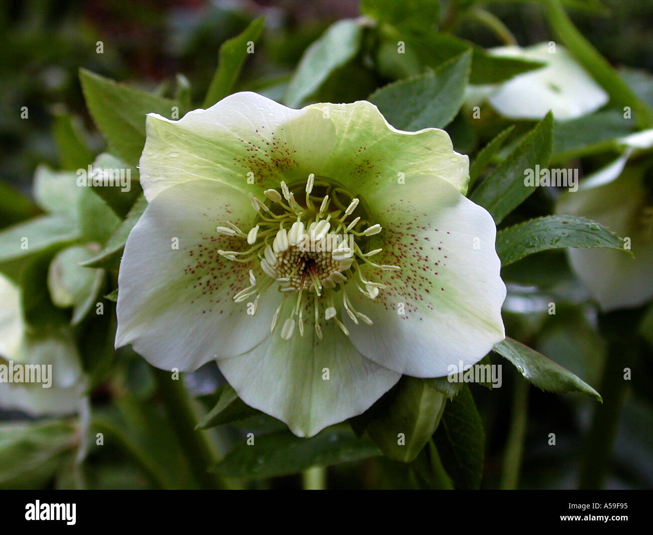 Helleborus orientalis Hybrid white flowered Lenten Rose Stock Photo - Alamy