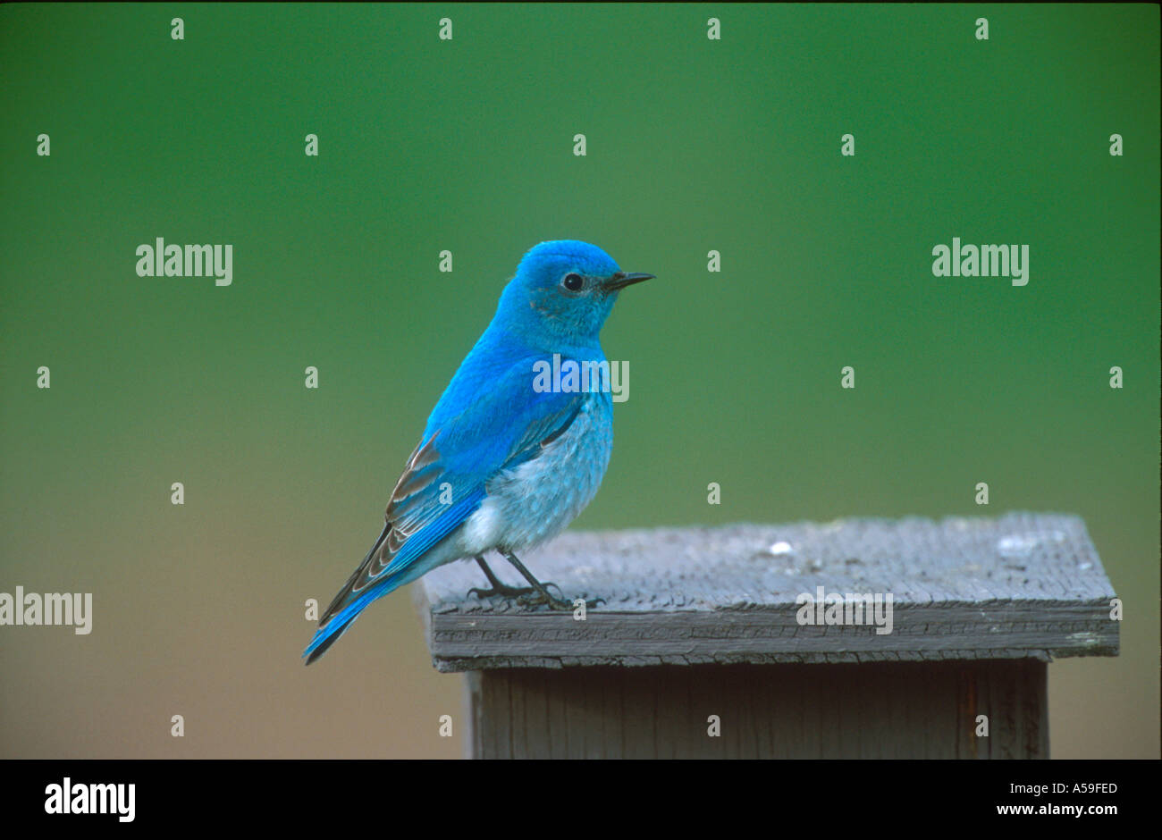 Mountain Bluebird (Sialia currucoides Stock Photo - Alamy